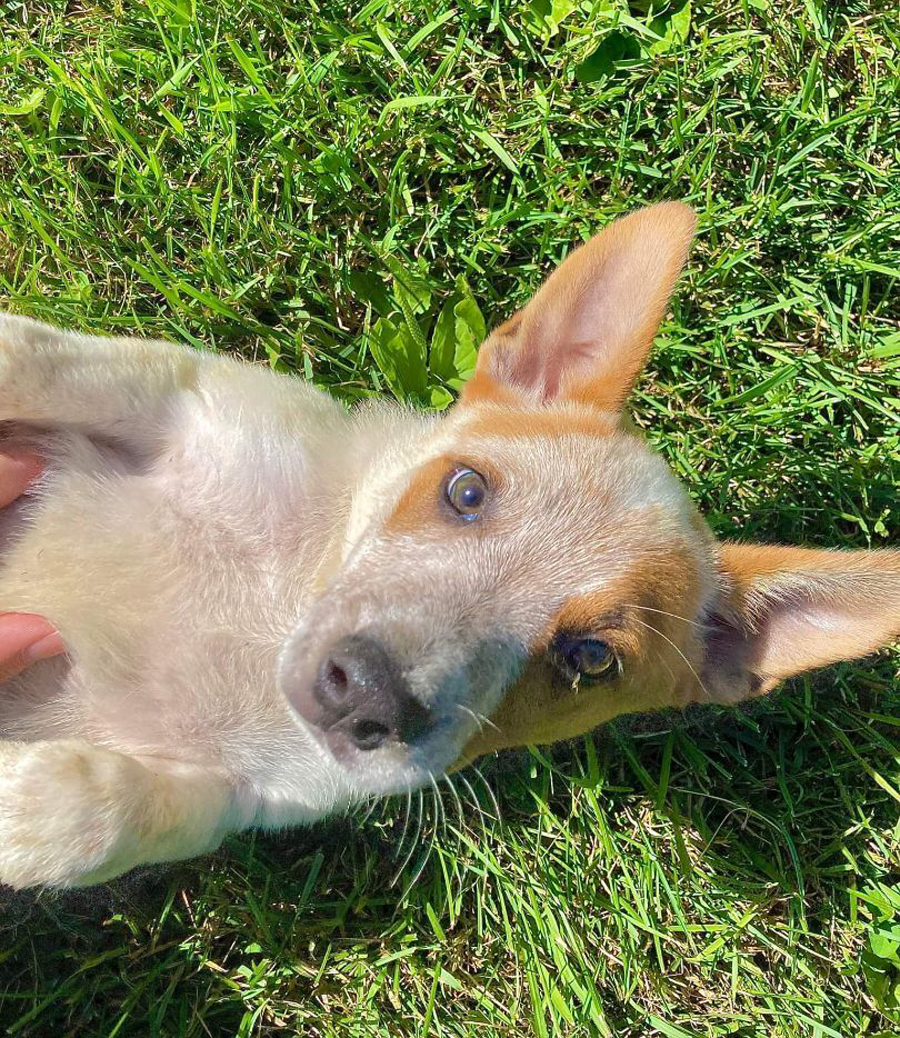 Pet of the Week: Zebu - News - Central Wisconsin Broadcasting